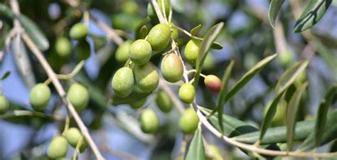 Olio EVO - Guida completa: caratteristiche, produzione, benefici, usi