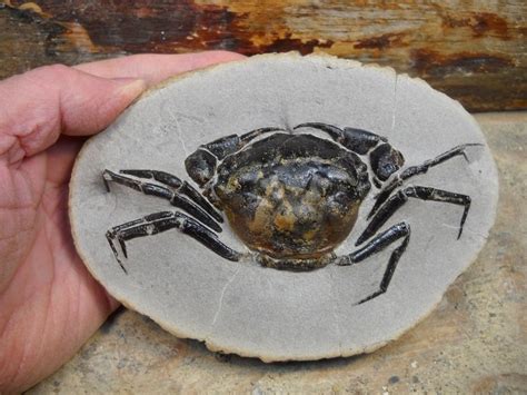Fossil Crabs The Fossil Forum