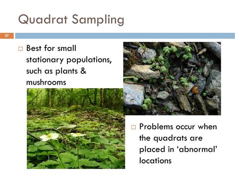 Ppt What Is Population Ecology Powerpoint Presentation Free