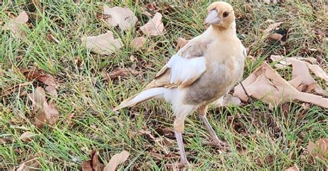 Rare Magpie With White And Brown Colouring Found In Kingaroy