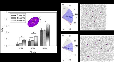 Finite Element Model Results Effect Of Meso Scale Topological Cues On Download Scientific