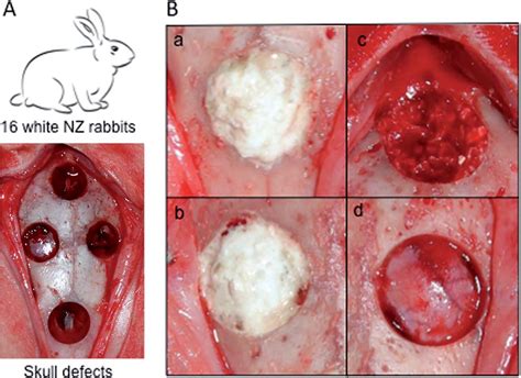 Construction Of Skull Defect Model And Materials Implantation A
