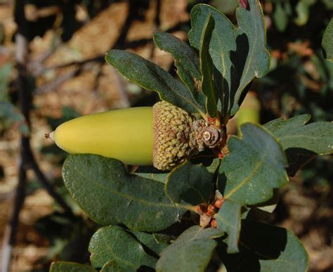 Quercus Douglasii Blue Oak Plantmaster