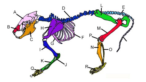 Explore The Skeleton Of The Rat With Coloring