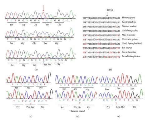 Molecular Genetic Results A Sequence Chromatograms For Normal