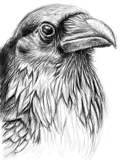 How To Draw Realistic Raven