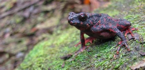 Development Of A Conservation Breeding Facility For The Bleeding Toad — Asian Species Action