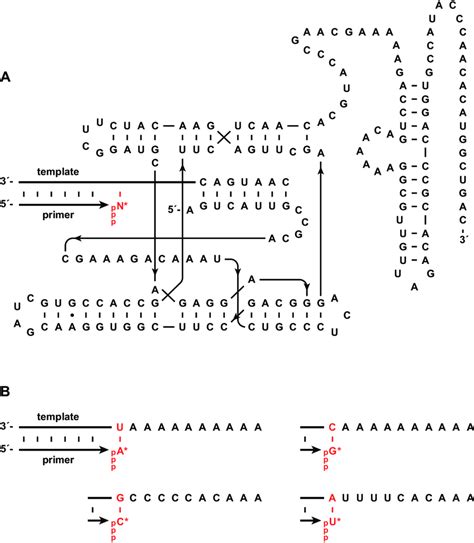 3 End Labeling Of Nucleic Acids By The 24 3 Polymerase Ribozyme A