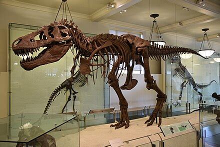 Specimens Of Tyrannosaurus Wikipedia