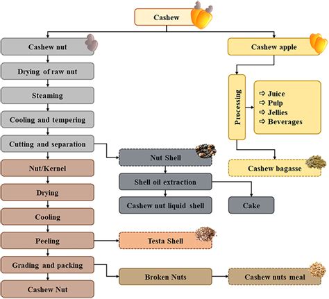 Flow Chart Of Cashew Nut And Cashew Aplle Processing Source Adapted Download Scientific