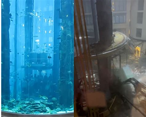 Video Estalla El Acuario Más Grande Del Mundo En Alemania