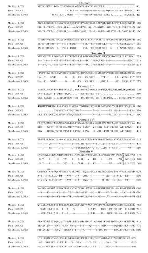 Amino Acid Sequence Alignment Of Maize Lox1 Pea Loxn2 And Soybean Download Scientific Diagram