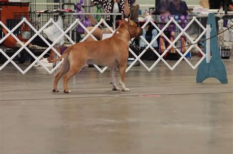 Reece The Tricolor Pit Added A Reece The Tricolor Pit