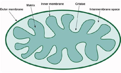 Figure 1 From Regulation Of Human Mitochondrial Dna Replication And