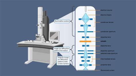 Immunoelectronmicroscopy Principle And Applications Pptx