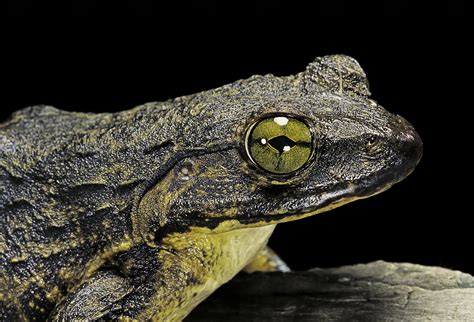 Tallest Frog In The World Feas Tree Frog Rhacophorus Feae From Se