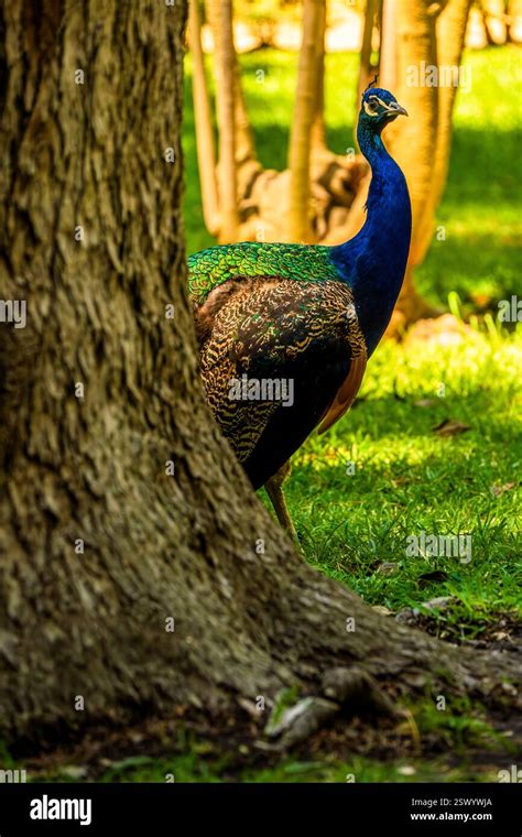 Majestic Peacock Partially Hidden Behind A Tree In A Lush Green Forest