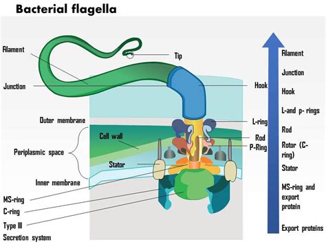 Flagella Diagram