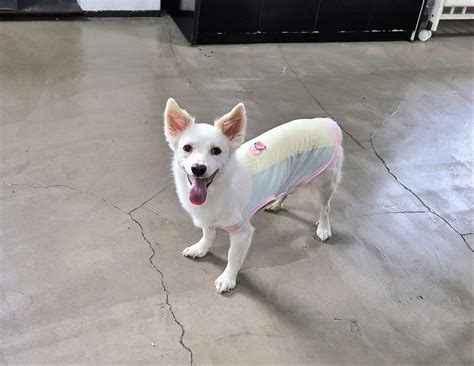 믹스견두부 강아지책임분양 강아지분양 고양이분양 컴투펫 시츄 셔틀랜드쉽독 말티푸 미니핀 치와와 요크셔테리어 포메라니안