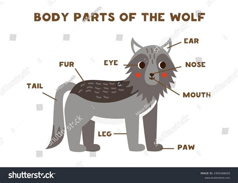 Wolf Body Language Over 3 Royalty Free Licensable Stock Vectors And Vector Art Shutterstock