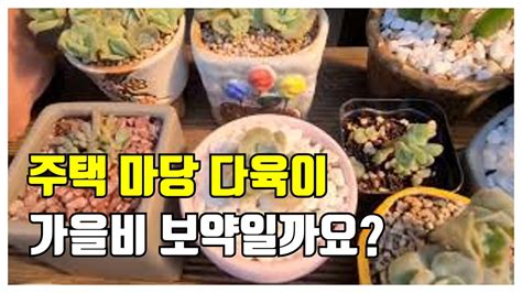 주택마당 다육이 💕 가을비는 보약일까요 독일까요 엉터리다육맘 Youtube