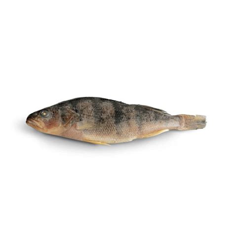 Dissection Specimens And Tools — Natures Workshop Plus