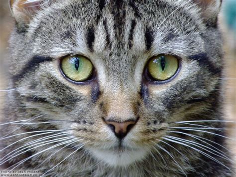 Cat Close Up Pictures Wallpaper 1024x768 3650