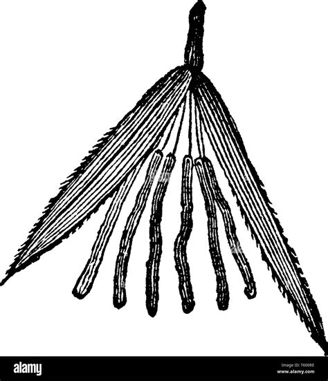 This Picture Showing Of Indian Rice Grass The Flower Starting To Grow It Grow Down Side