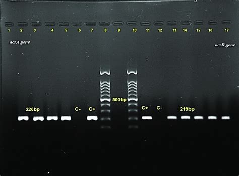 Amplification Of Acra And Acrb Efflux Pump Genes By Pcr Assay Lanes