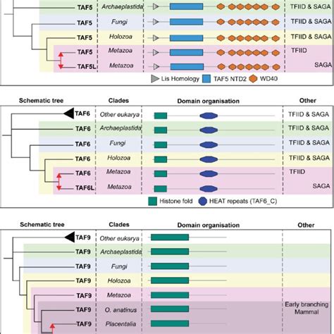 Evolutionary History Of The Relative Invariable Tfiid Subunits A