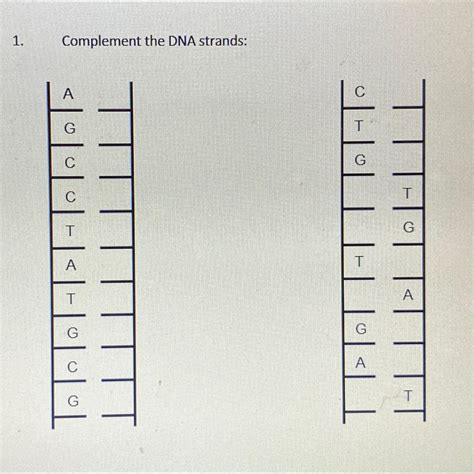 Solved Complement The DNA Strands Chegg Com