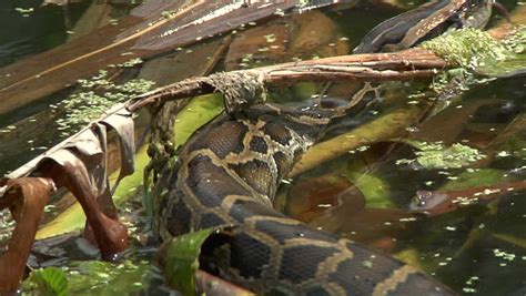 Python Water Stock Footage Video Royalty Free Shutterstock