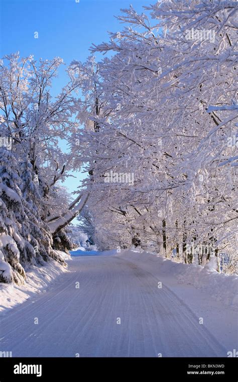 A Tree Lined Road Covered With Snow In The Winter Stock Photo Alamy