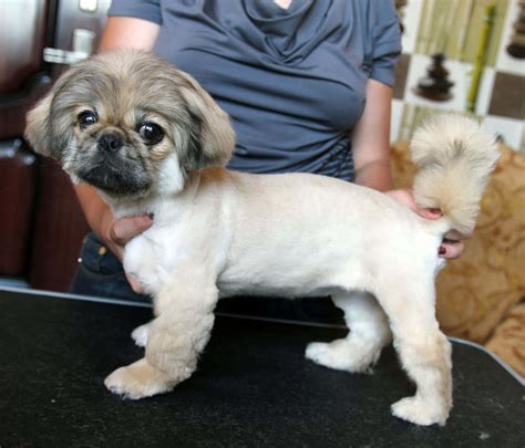 Download A Pekingese Basks In The Sun