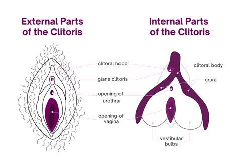 Clitoris Where Its Located Diagram And Anatomy Explained