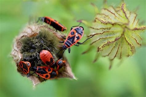 Fire Bug Insect Mean Free Photo On Pixabay Pixabay
