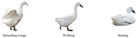 Pose Estimation And Behavior Classification Of Jinling White Duck Based