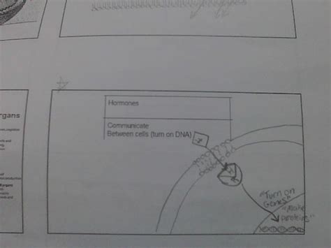 Bio Macromolecules Flashcards Quizlet