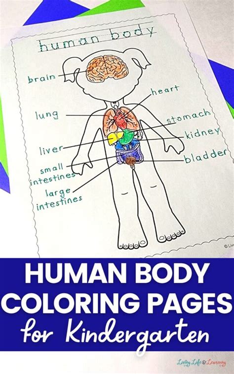 Human Body Coloring Pages For Kindergarten Printable