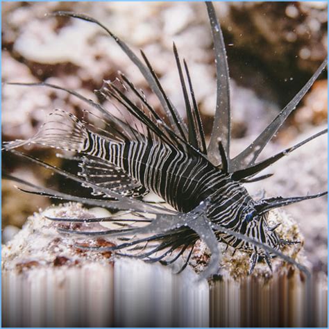 Black Peacock Lionfish Petes Aquariums And Fish