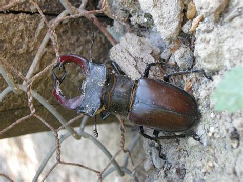 Gandac By Flussienne On Deviantart