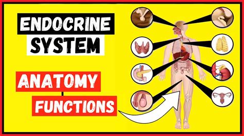 Endocrine system anatomy and physiology: how it works? Glands and hormones of the endocrine ...