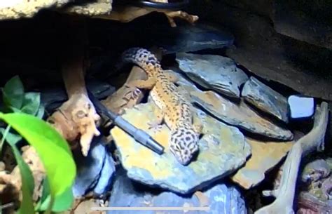 My Gecko Cam Caught A Sploot Under The Dhp Rleopardgeckos