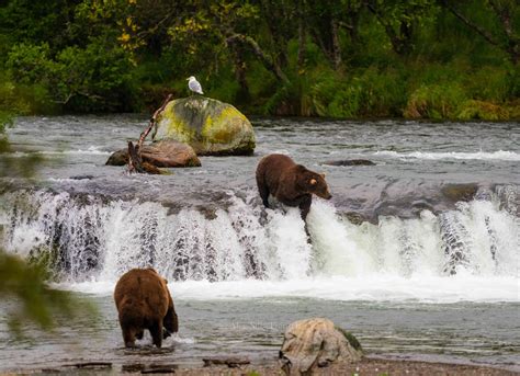 Your Guide To Visiting Alaskas Brooks Falls In Katmai National Park