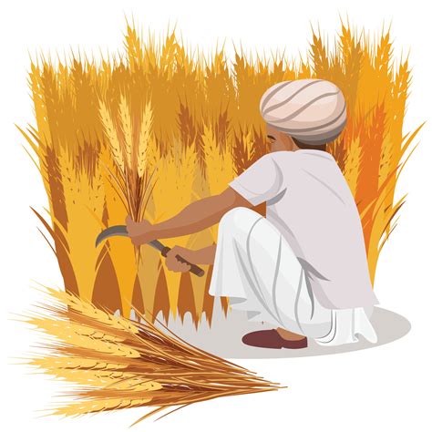 Farmer Harvesting Wheat Crops Indian Agriculture 46305737 Vector Art