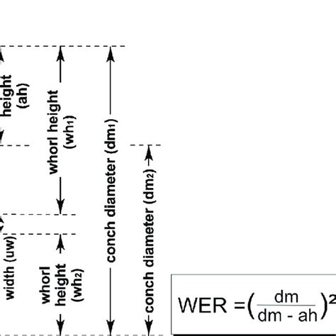 The Morphological Terms Used In The Description Of The Ammonoid Conchs Download Scientific