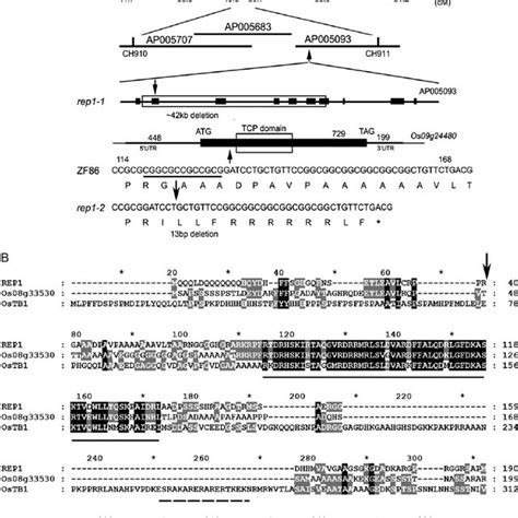 Map Based Cloning And Analysis Of The Rep1 Gene A Location Of Rep1