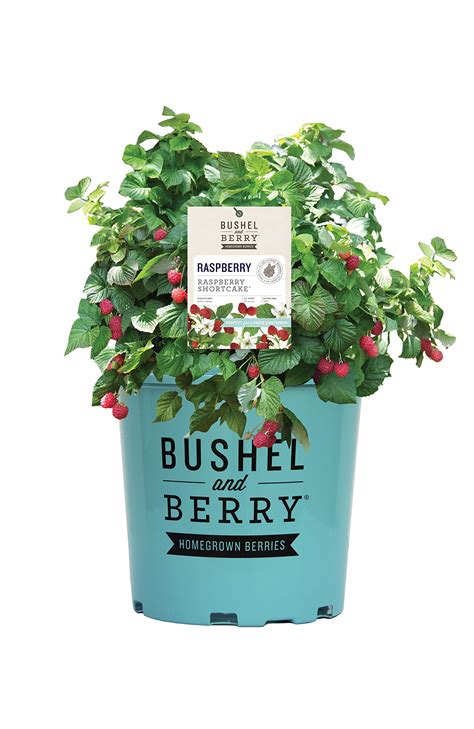 Rubus Strawberry Shortcake G2 Raz Desertcart India