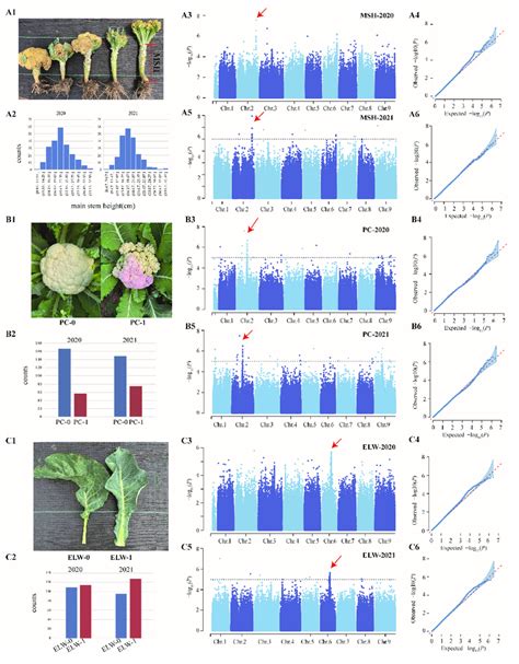 Phenotype Manhattan And Quantile Quantile Qq Plots Of Msh Pc And