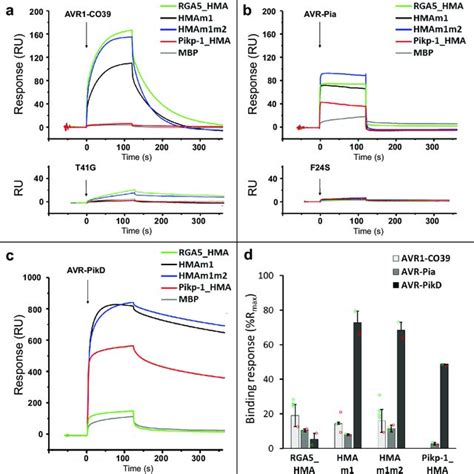 Structure Guided Engineering Of The Hma Domain Of Rga5 To Introduce The